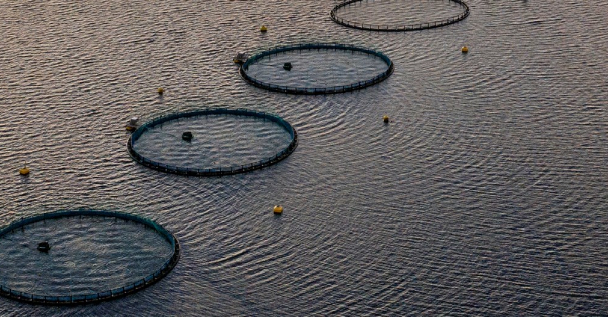 Blue Bioeconomy | JPI Oceans