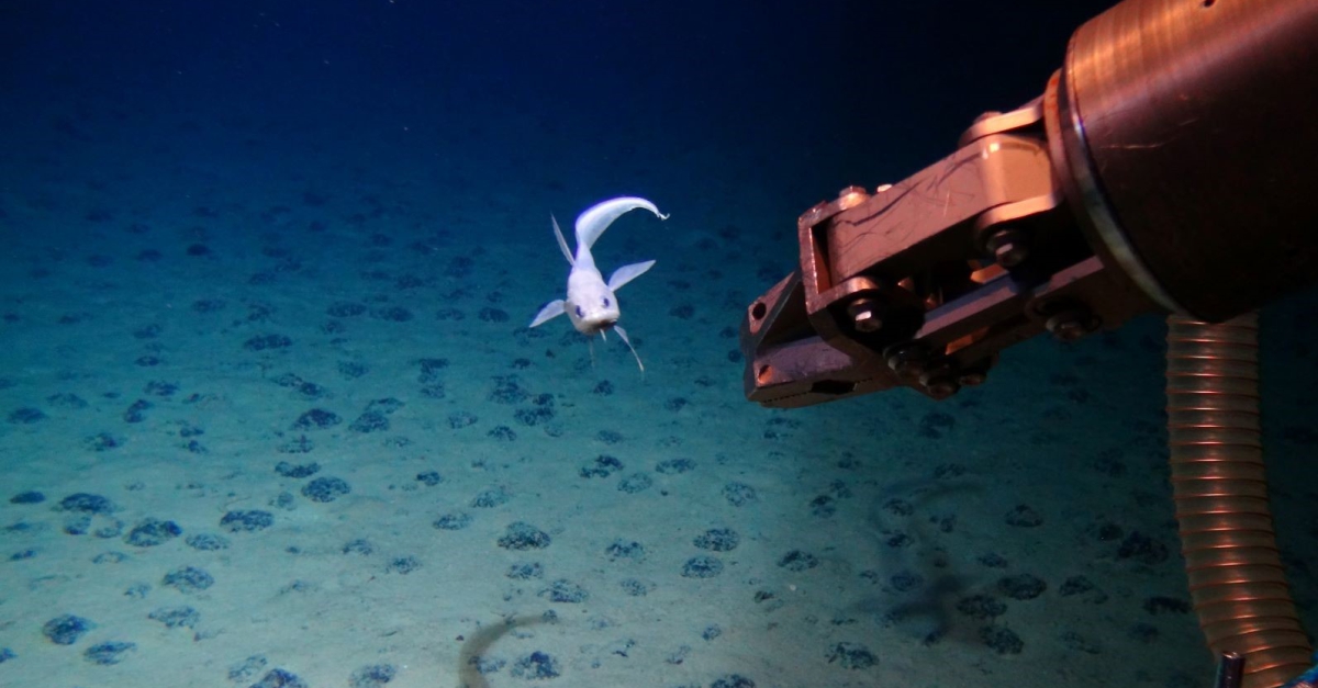 Stakeholder Consultation Workshop: Ecological Aspects of Deep-sea ...